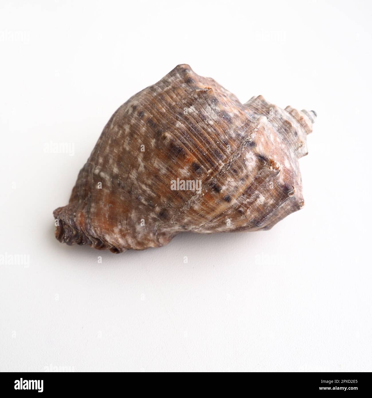 Rapana, genus of carnivorous marine prosobranch gastropods from the ...
