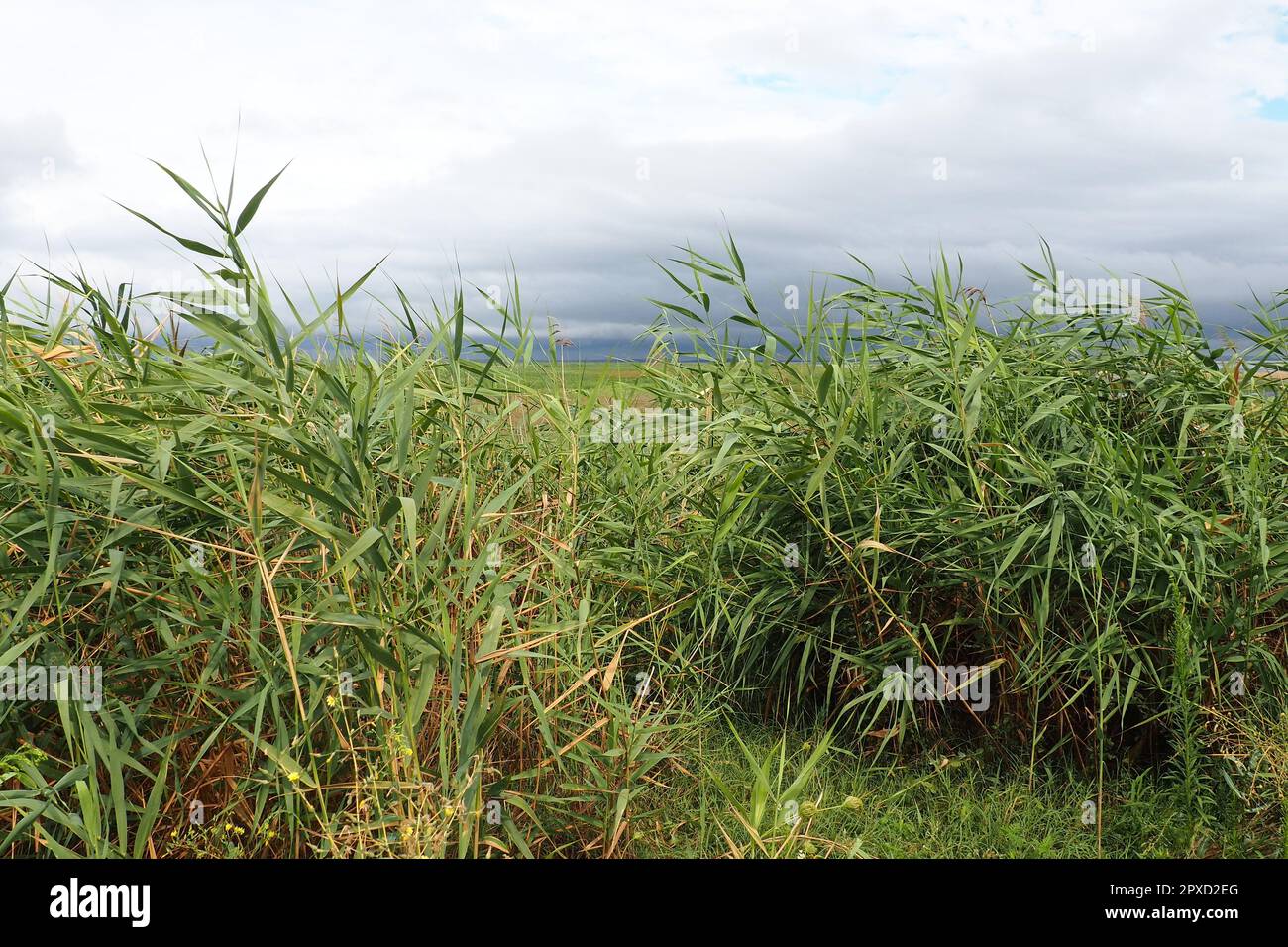 Common reed, or southern reed, Phragmites australis, a tall perennial ...