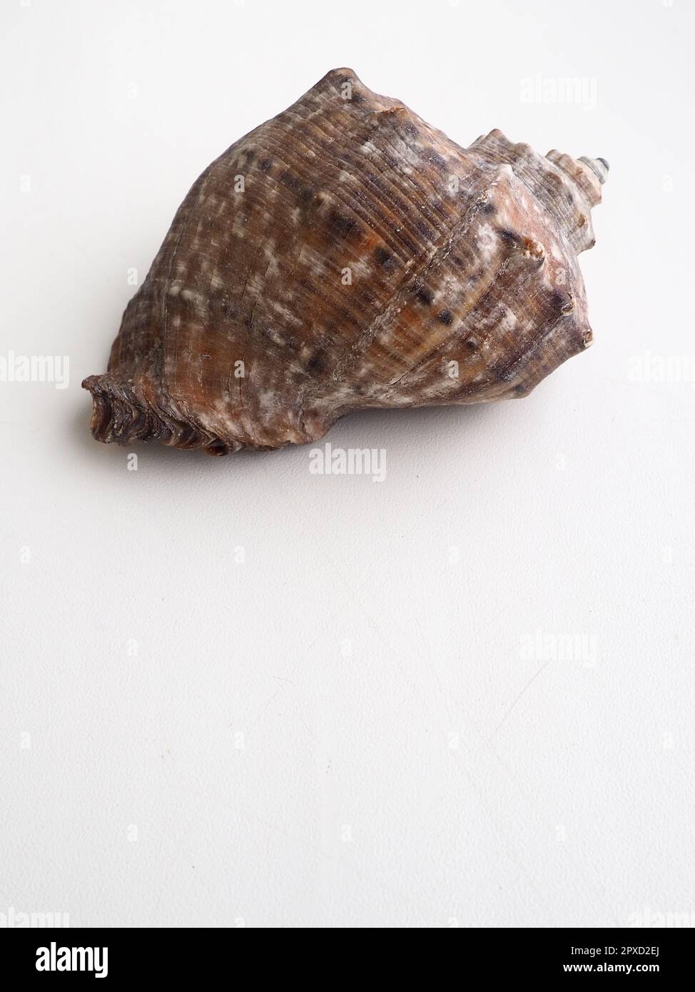Rapana, genus of carnivorous marine prosobranch gastropods from the ...