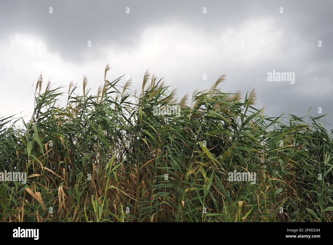 Common reed, or southern reed, Phragmites australis, a tall perennial ...