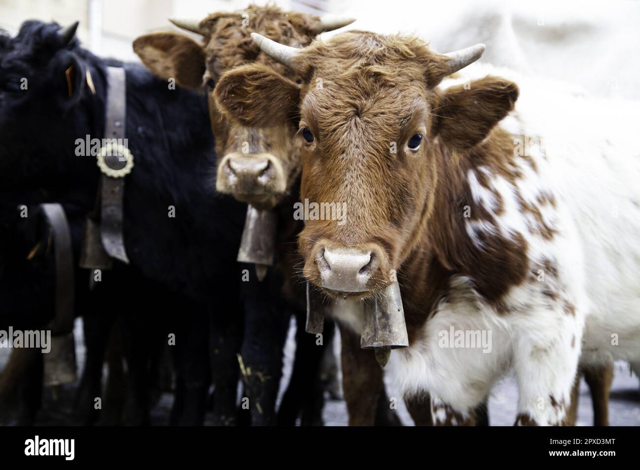 Detail of meat industry, milk and meat production Stock Photo - Alamy