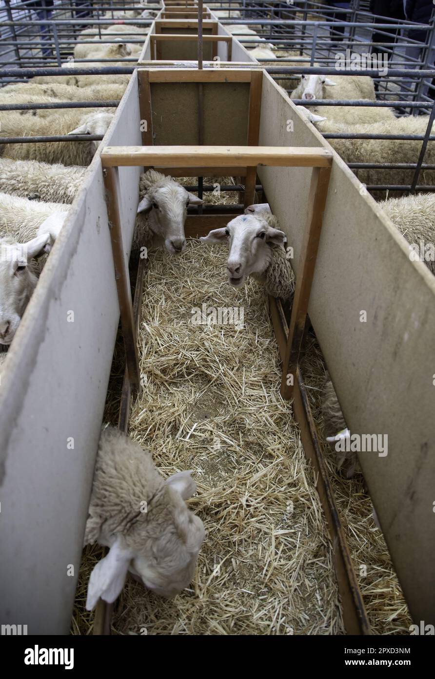 Detail of mammals in a farm, meat industry Stock Photo - Alamy
