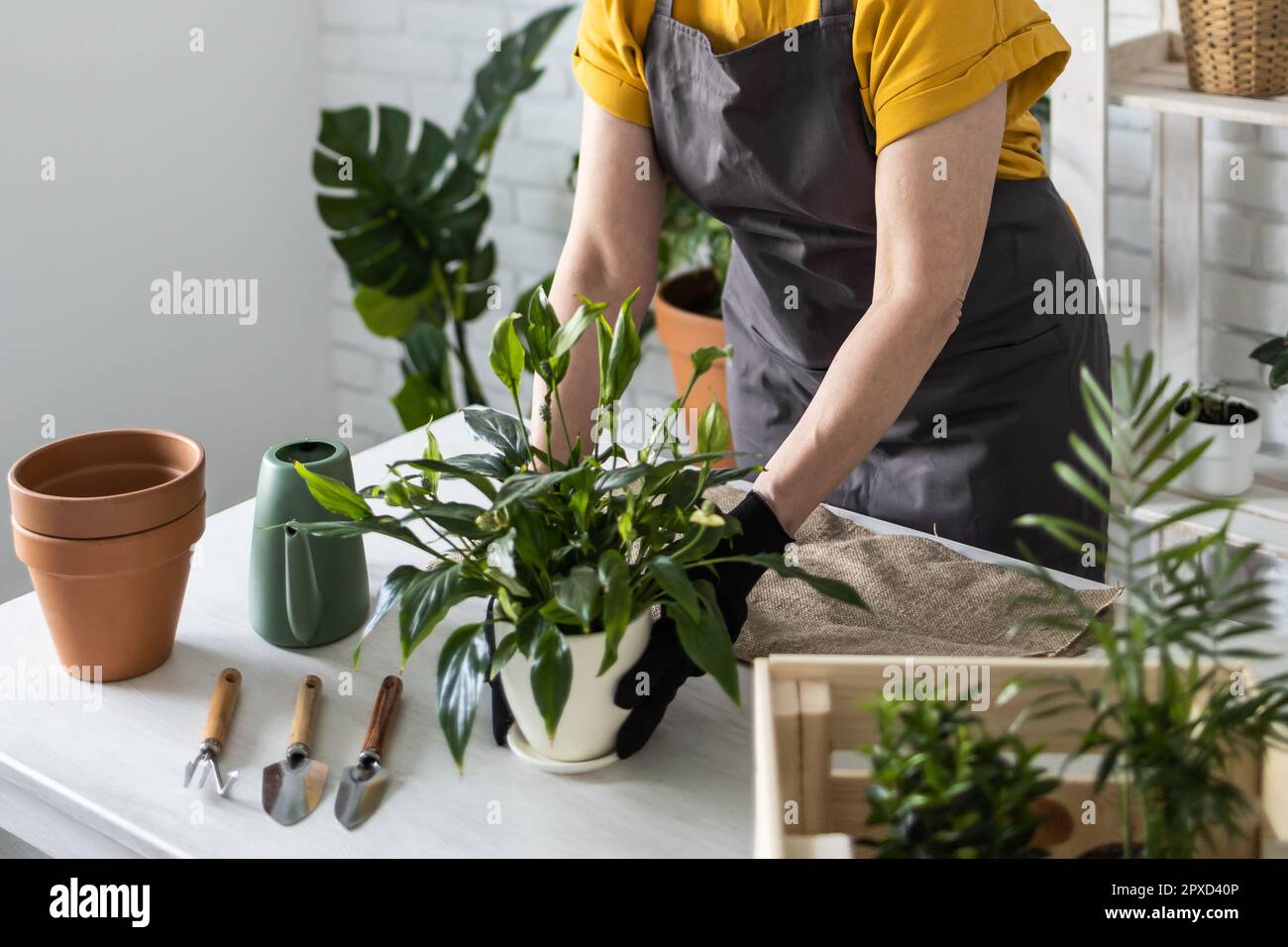Spring Houseplant Care, repotting houseplants. Waking Up Indoor Plants ...