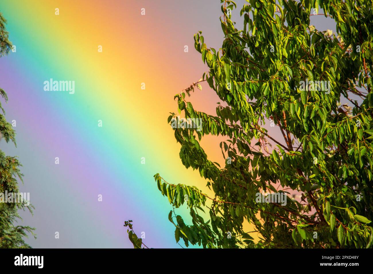 Rainbow tree hi-res stock photography and images - Alamy
