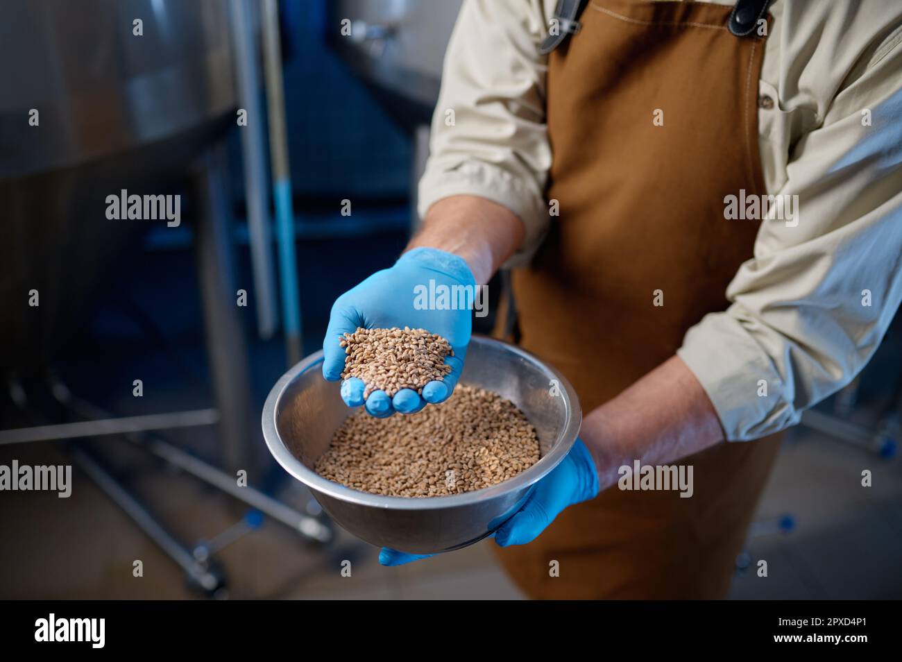 Closeup of male hands in rubber gloves holding wheat grains. Industry ...