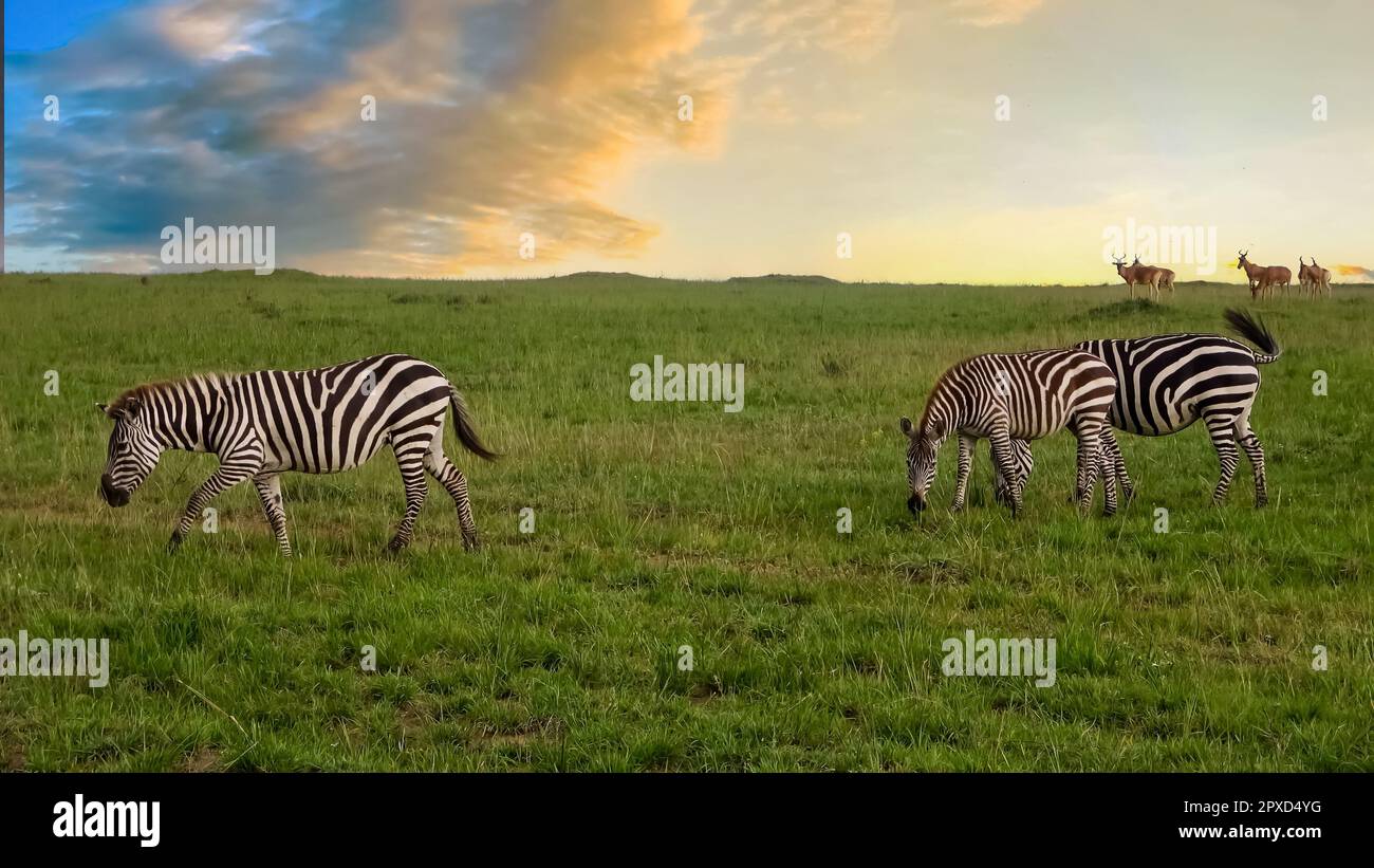 Wild Zebras in the Savannah of Africa Stock Photo - Alamy