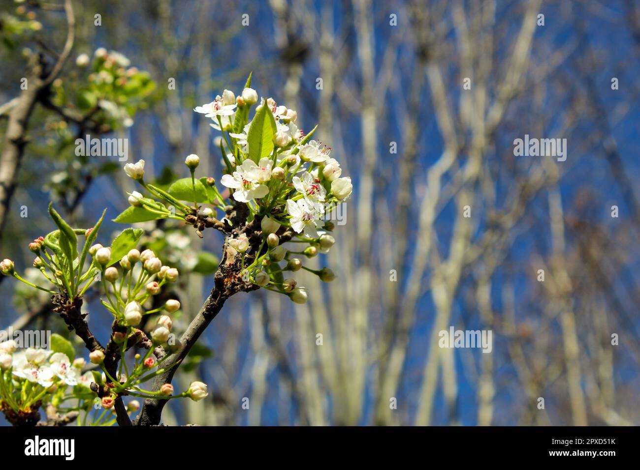 Chinese pear plant hi-res stock photography and images - Alamy