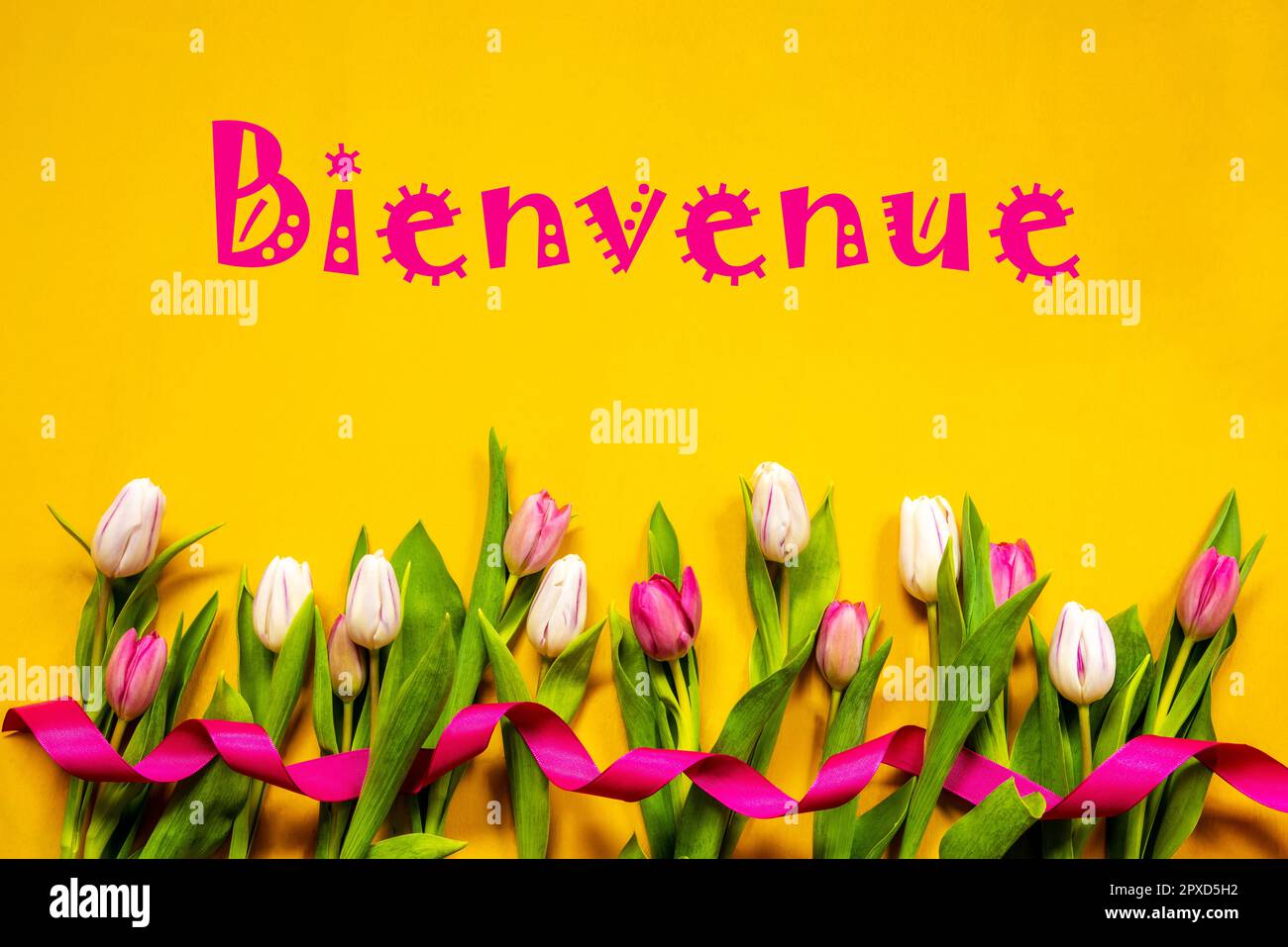 French Text Bienvenue Means Welcome. White And Pink Tulip Spring ...