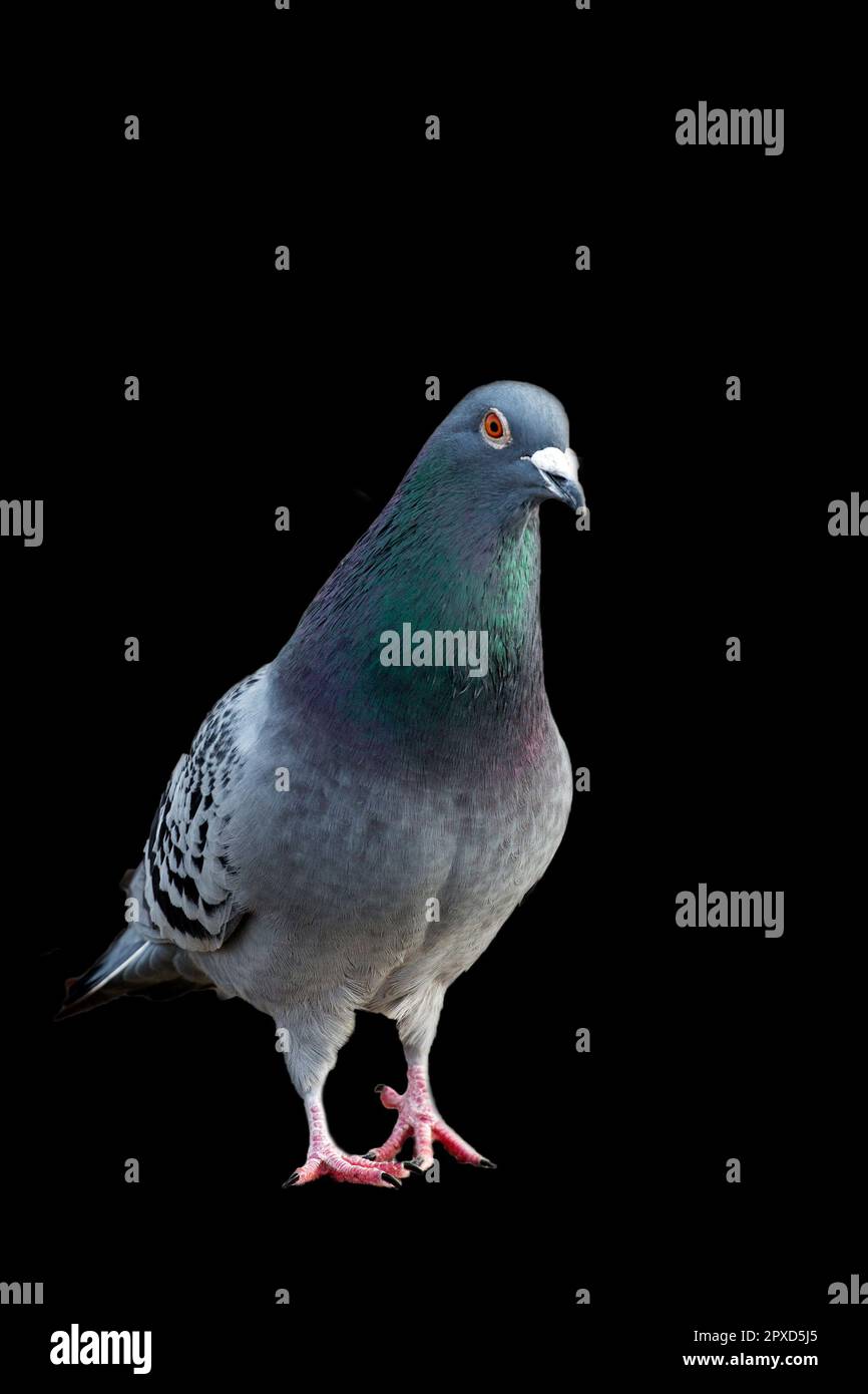 Pigeon in the run on a black background Stock Photo - Alamy