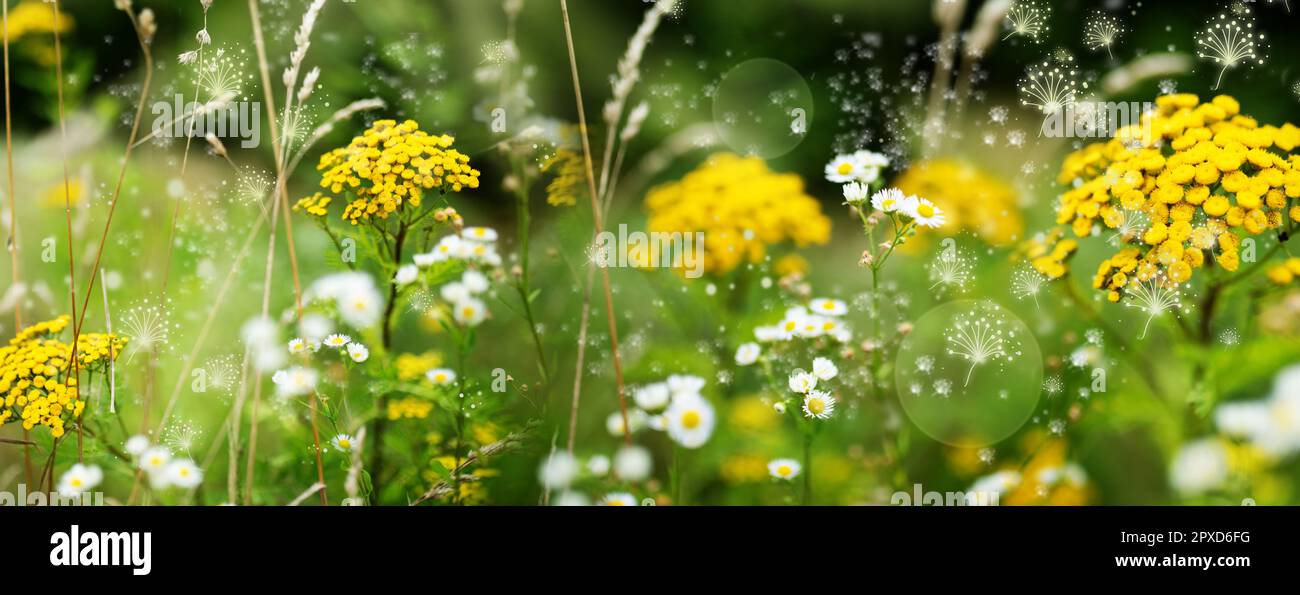 Different focused particles of pollen in a wildflower meadow. Biotope ...