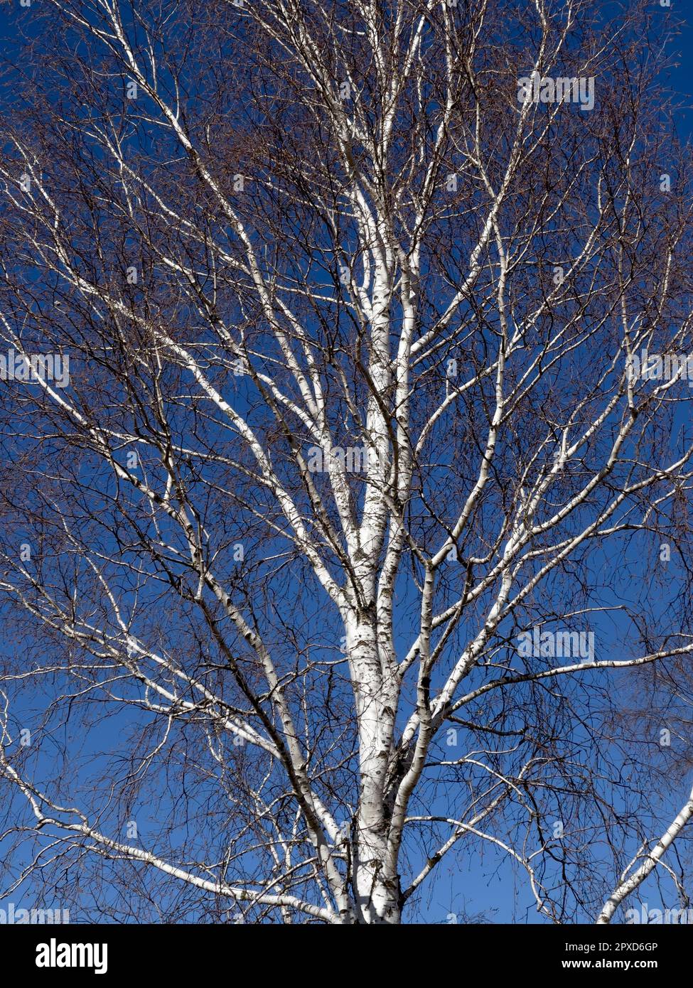 Birkenbaum, Birke Betula, ist ein heimischer, Baum der auch als ...