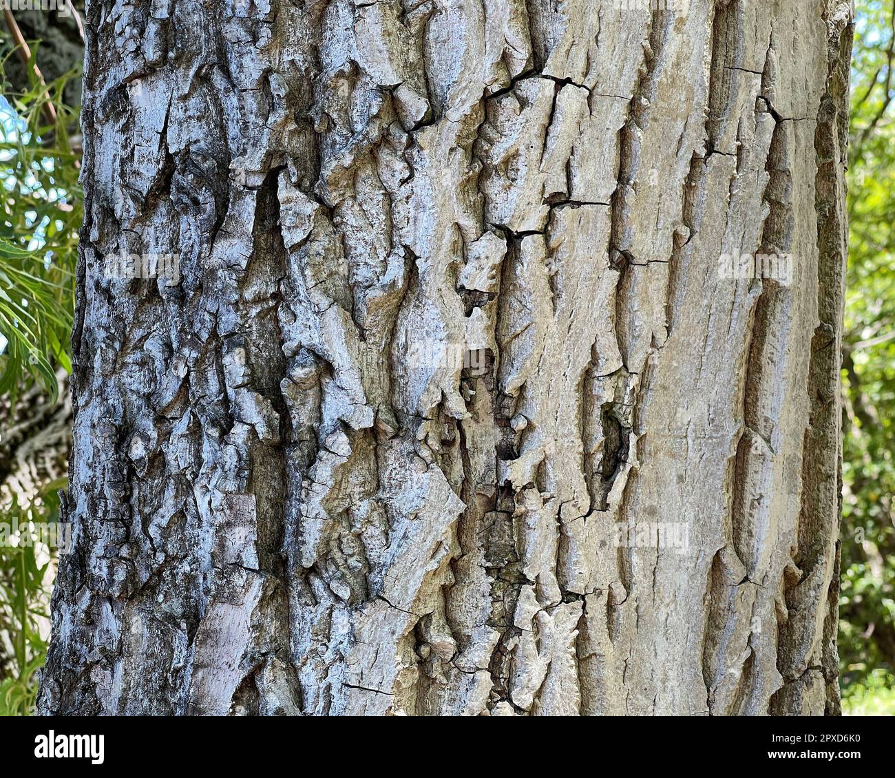 Nussart hi-res stock photography and images - Alamy