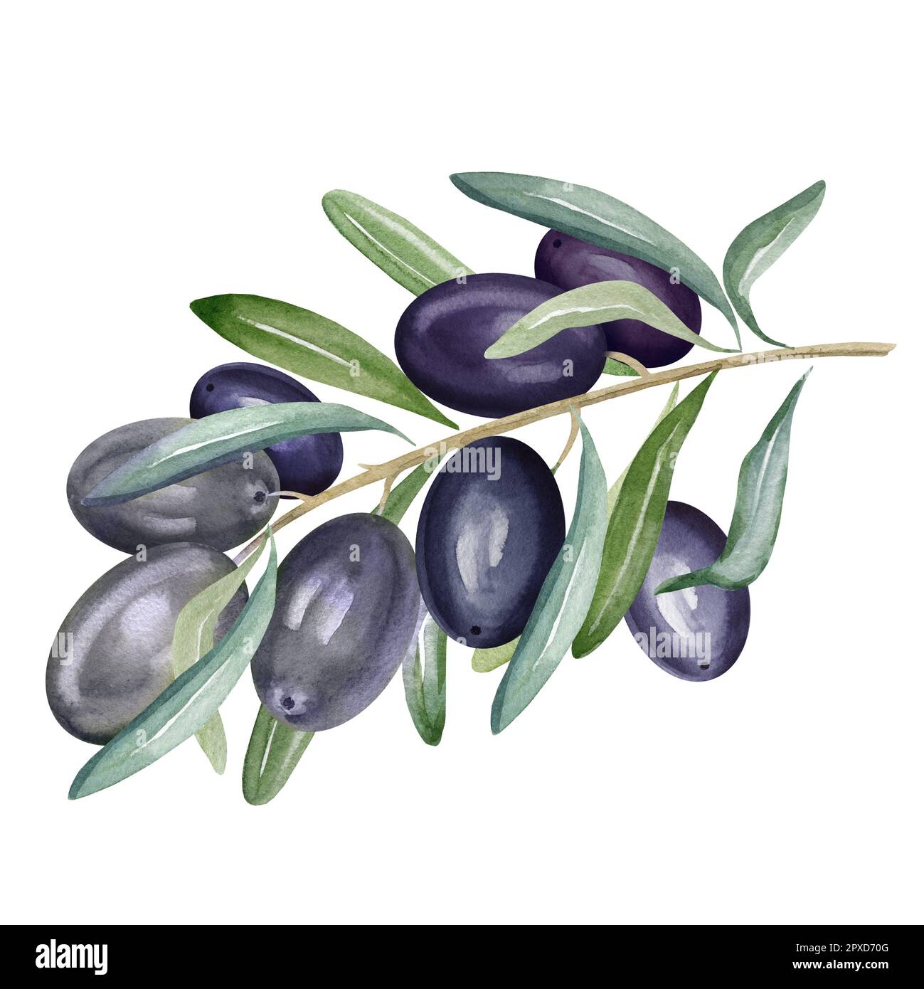 watercolor branch of black olives with leaves and fruits, hand drawn ...