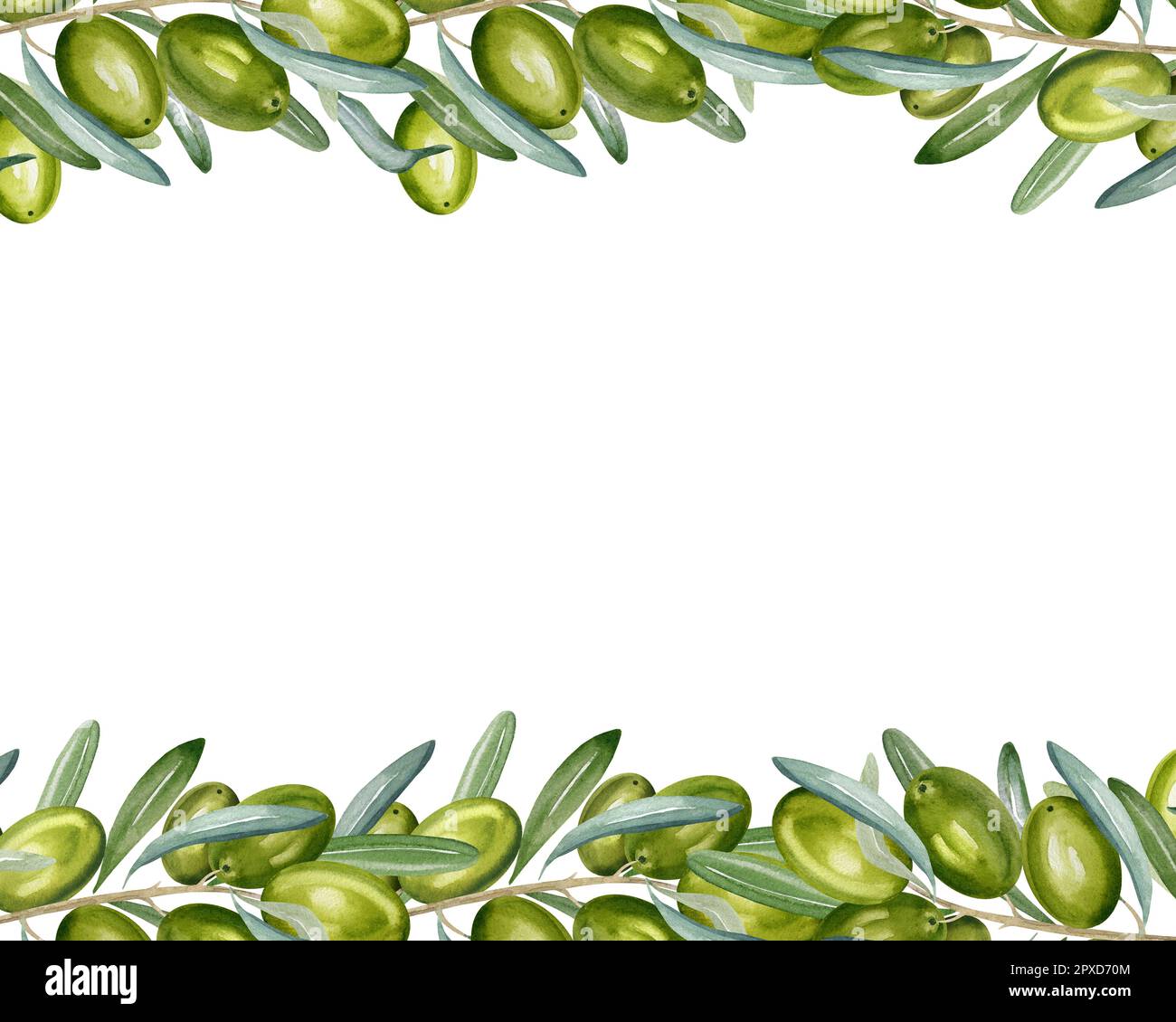 watercolor horizontal border with branch of green olives with leaves and fruits, hand drawn ...