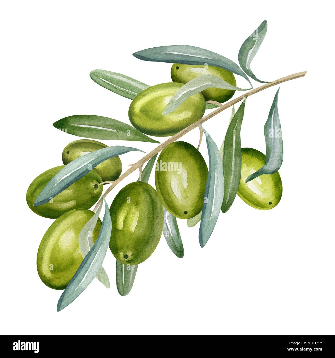 Greek Olives Leaves