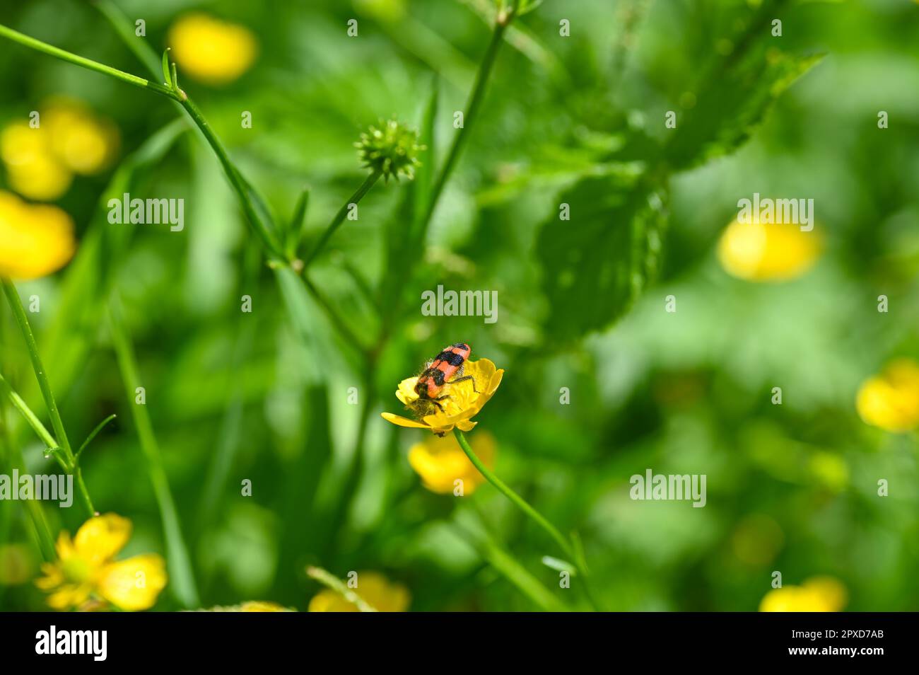 Checkered bee beetle hi-res stock photography and images - Alamy
