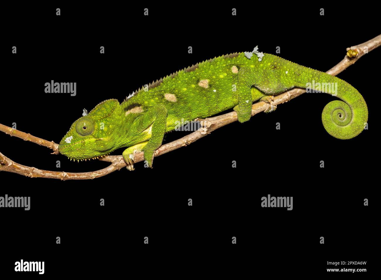 Malagasy giant chameleon or Oustalet's chameleon (Furcifer oustaleti ...