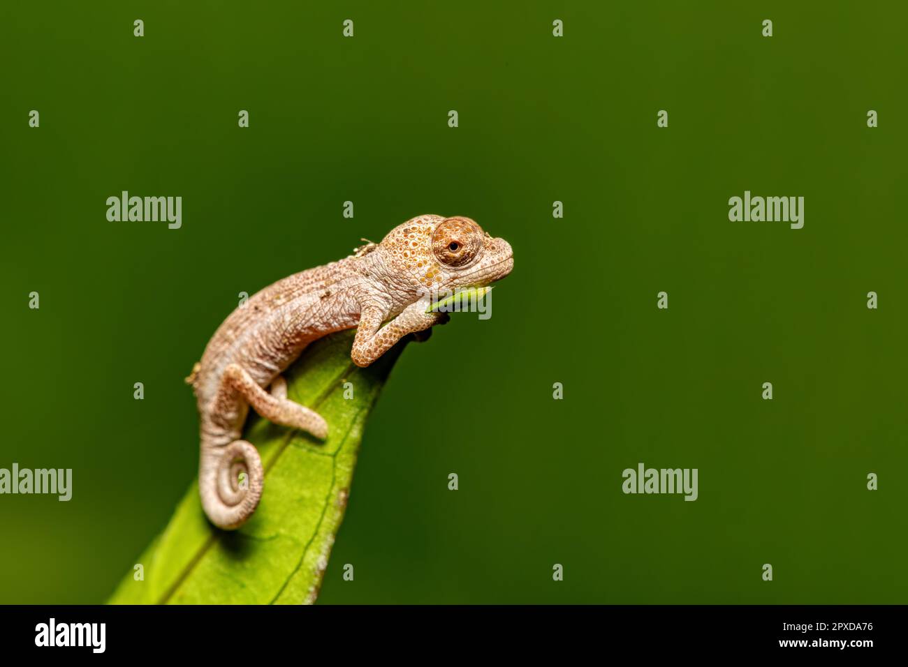 Calumma fallax (juvenile), deceptive chameleon or short-nosed deceptive ...
