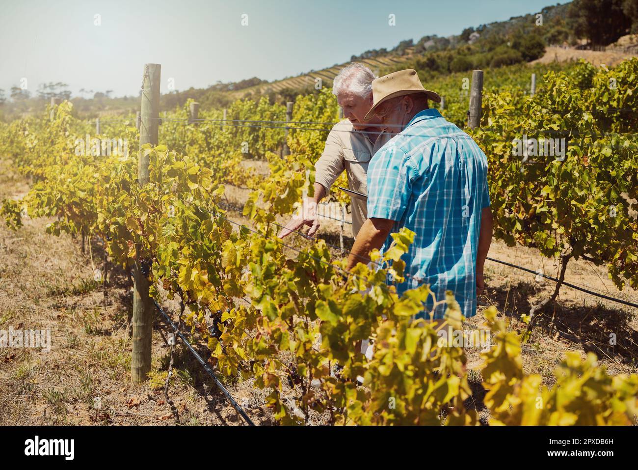 Two senior farmers talking and using a digital tablet while looking at ...