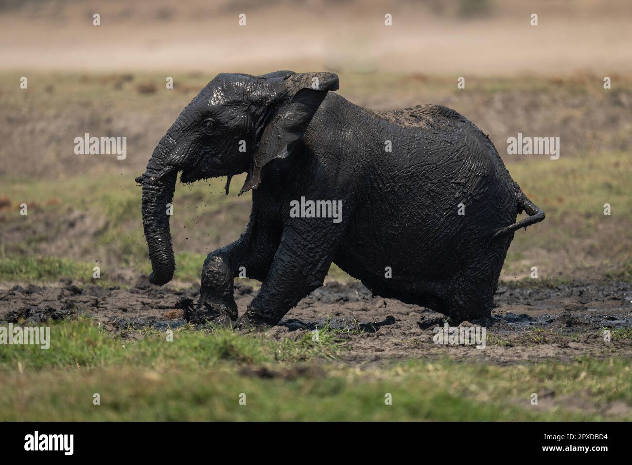 Baby African bush elephant struggles through mud Stock Photo - Alamy
