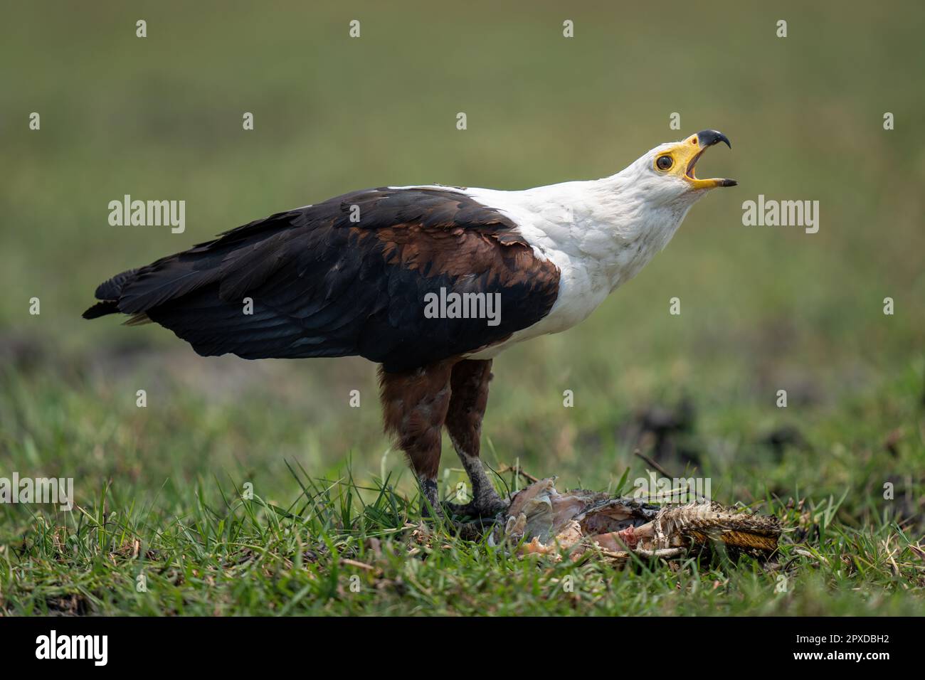 Fish eagle lodge hi-res stock photography and images - Alamy