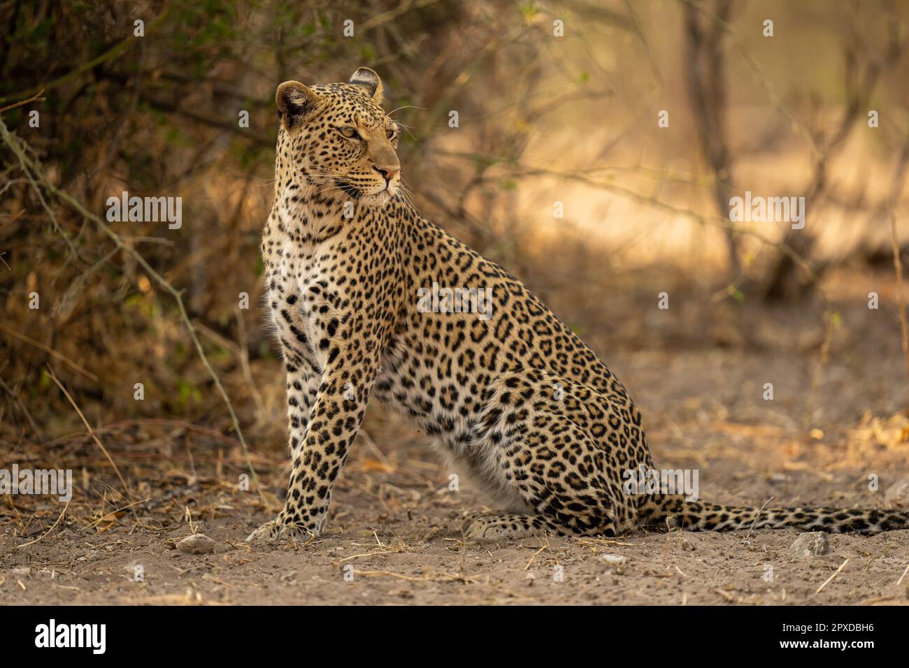 Leopard looking over shoulder hi-res stock photography and images - Alamy