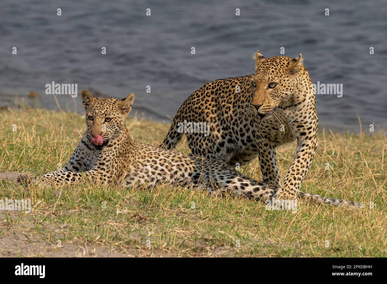 Female leopard steps over cub on riverbank Stock Photo - Alamy