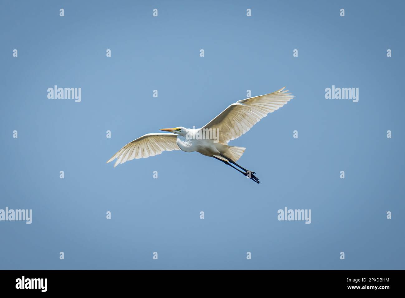 Great blue heron glides hi-res stock photography and images - Alamy