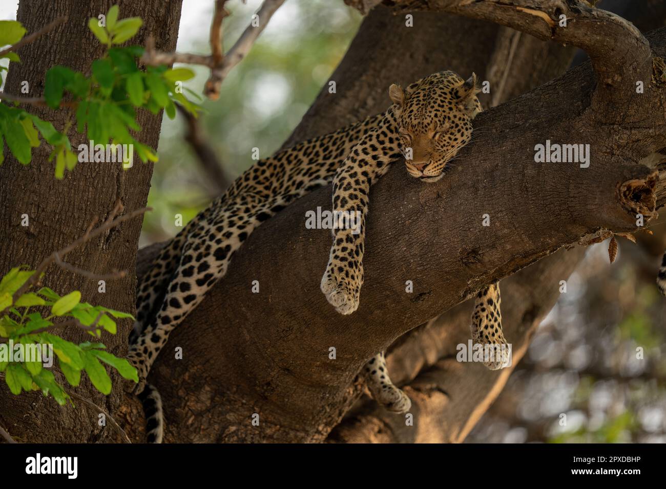 Straddling tree hi-res stock photography and images - Alamy