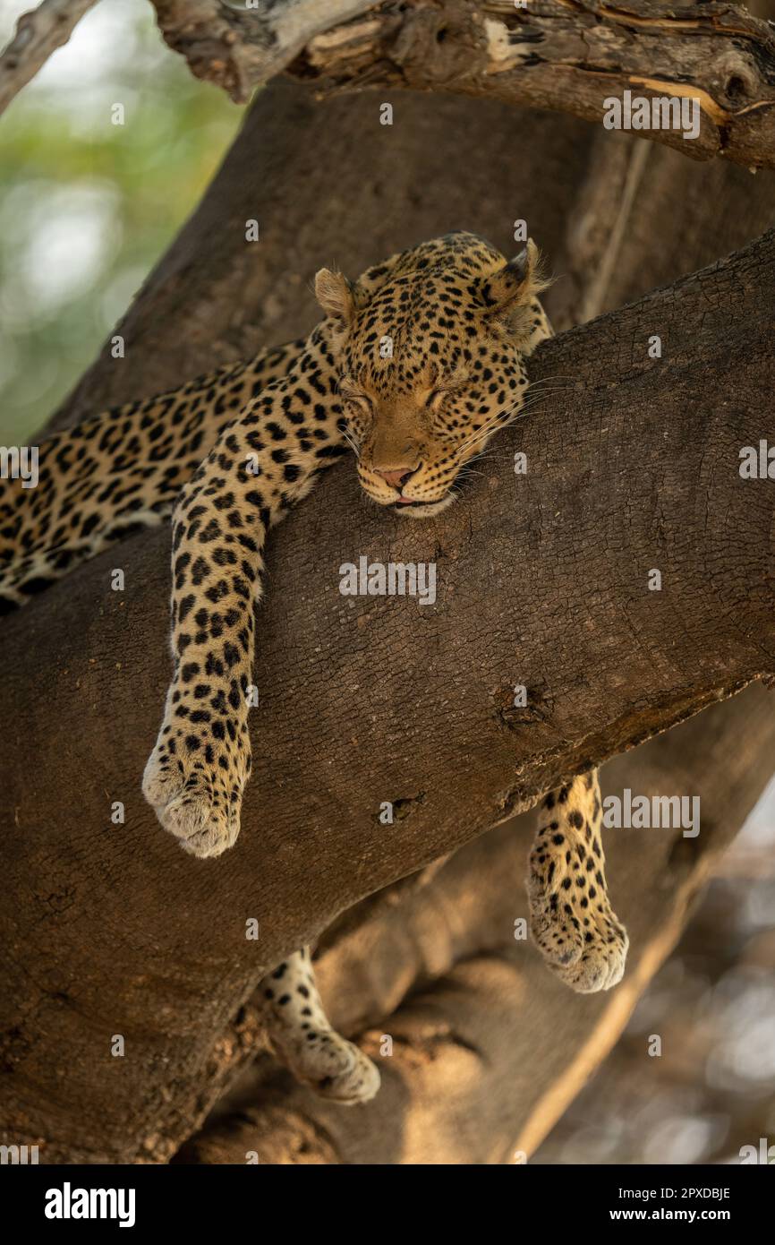 Straddling tree hi-res stock photography and images - Alamy