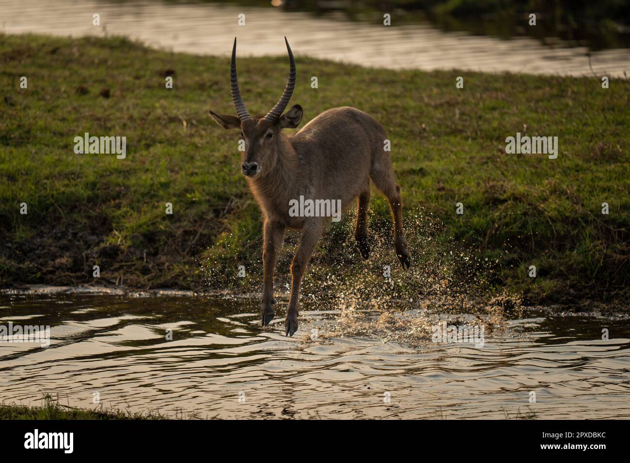 Male common waterbuck jumps across shallow river Stock Photo - Alamy
