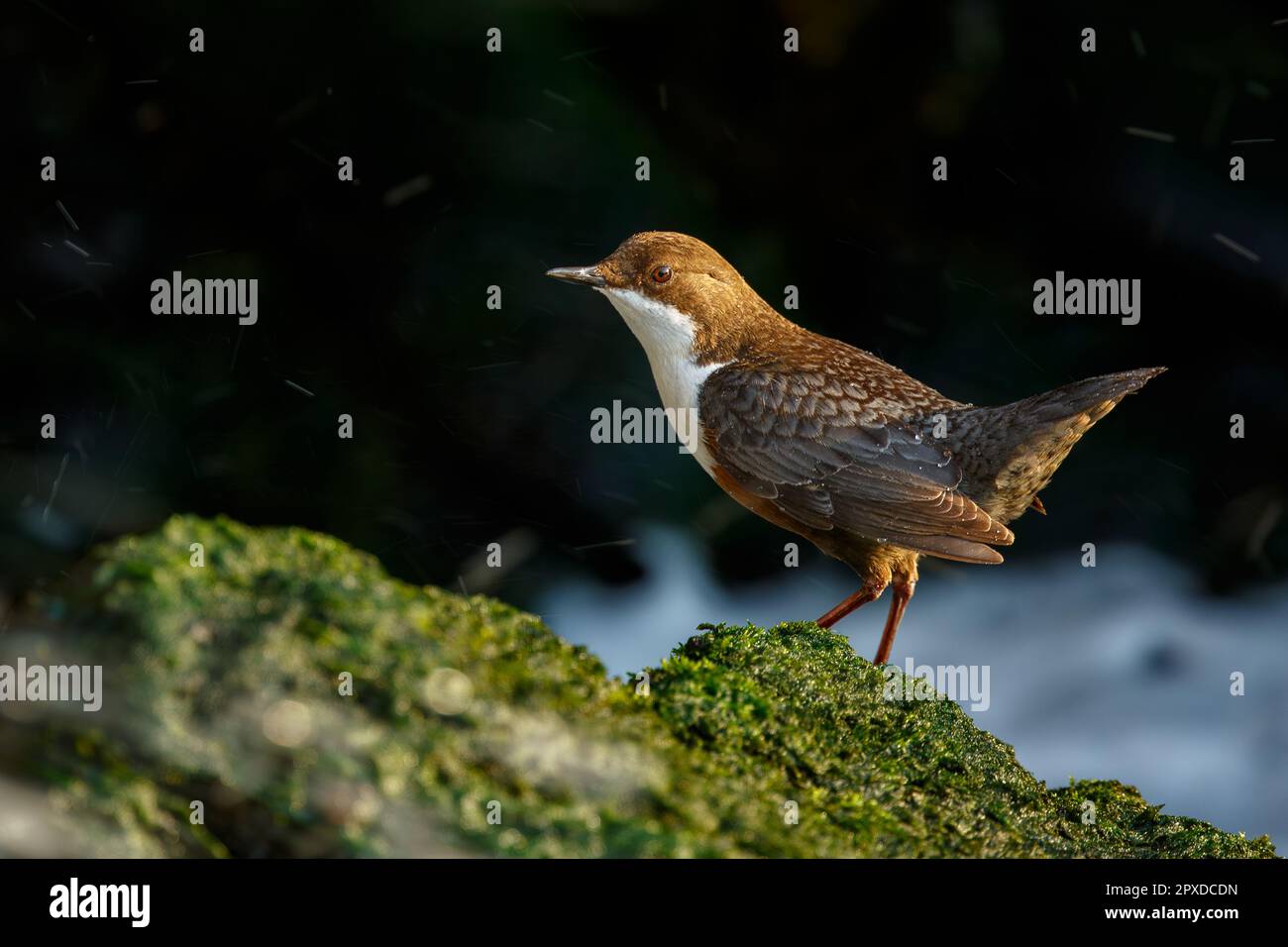 Bird in golden light standing on the rock covered with green moss ...