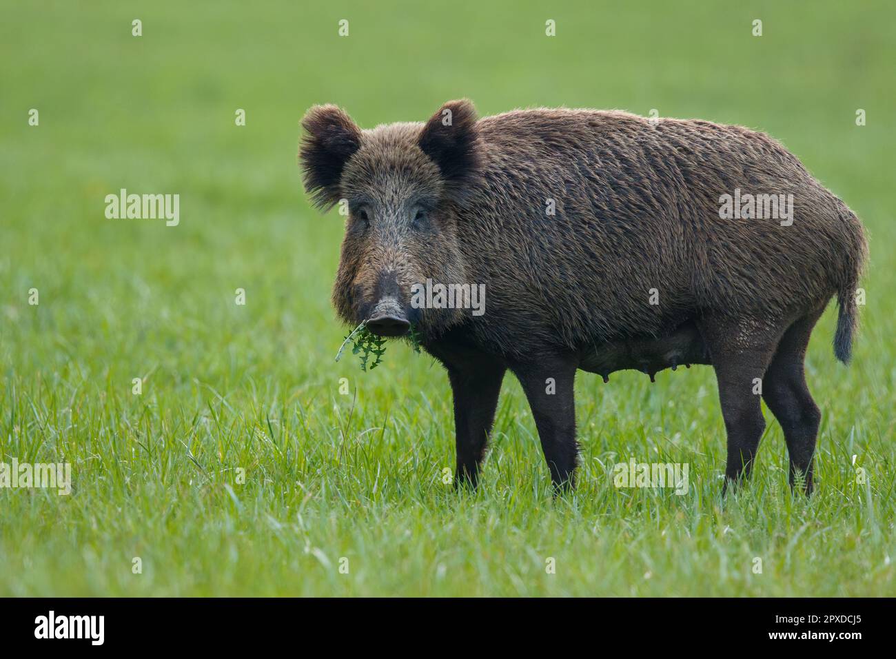 Wild boar female on the green background with mouth full of grass ...