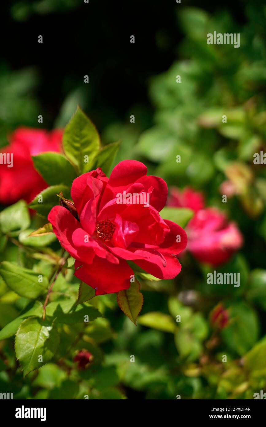 Rosa Gallica, Rosa francese, rosa di Provins, flowering plant ...