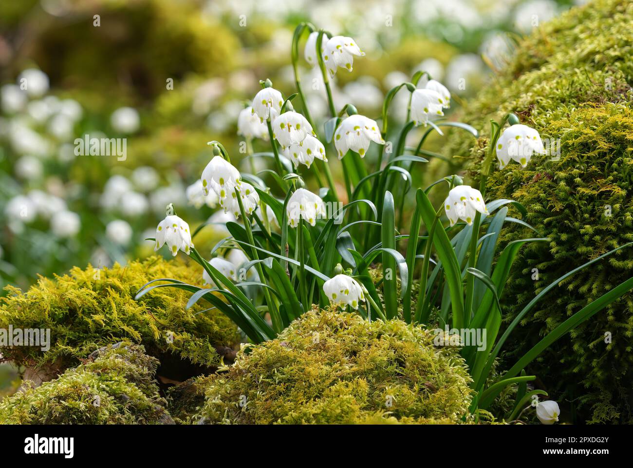 Spring snowflake (Leucojum vernum) group in close-up amidst moss Stock ...