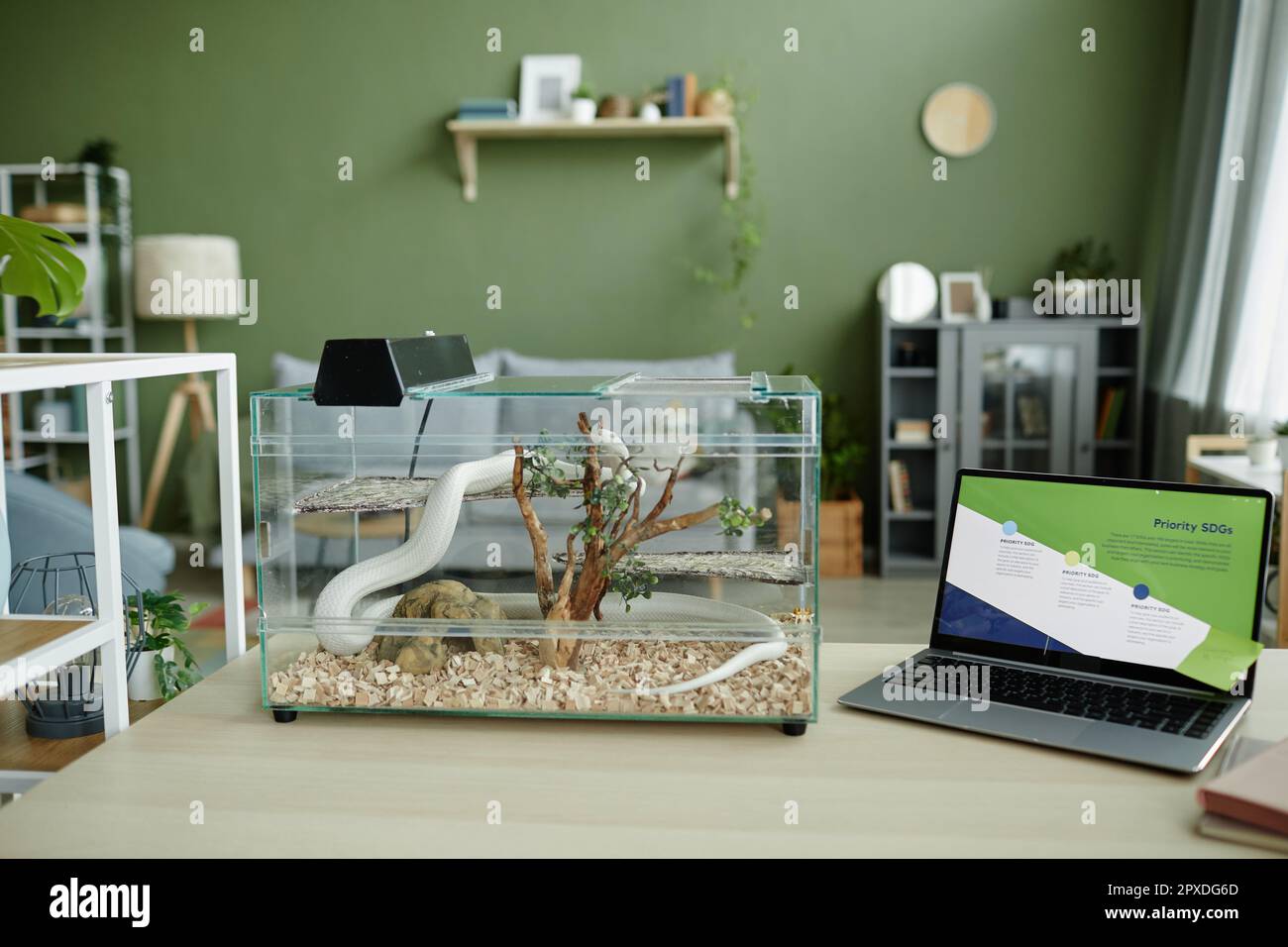 Laptop with graphic data on screen and glass terrarium with white rat ...