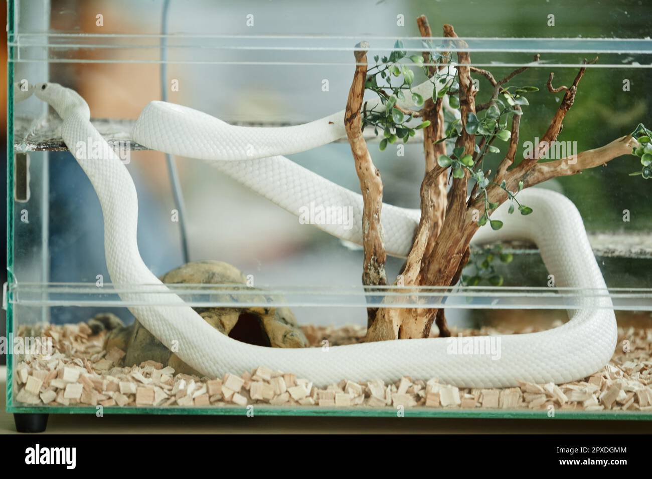 Long white rat snake enlacing tree-like plant while hanging on bar ...