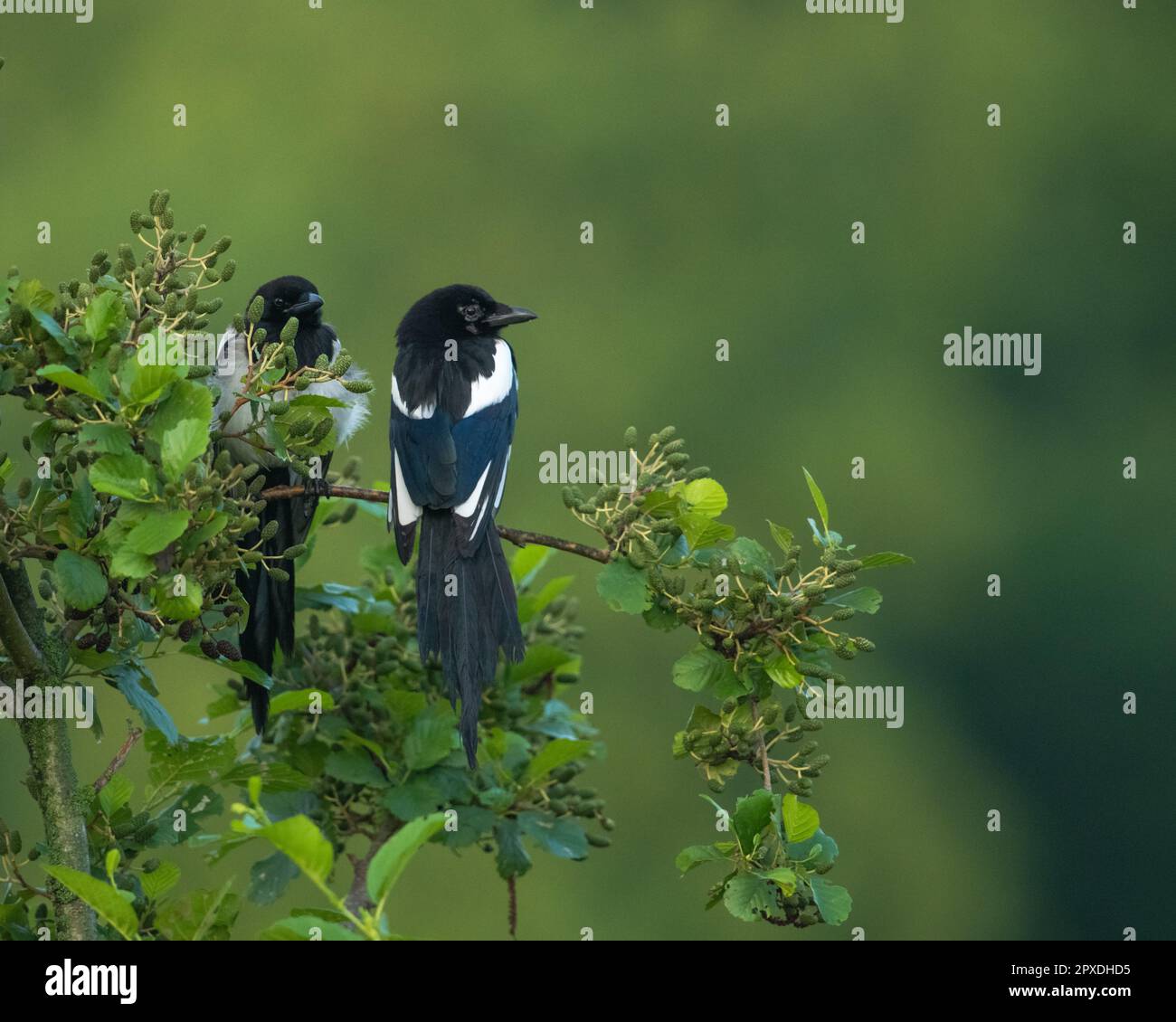 Magpies perched on garden hi-res stock photography and images - Alamy