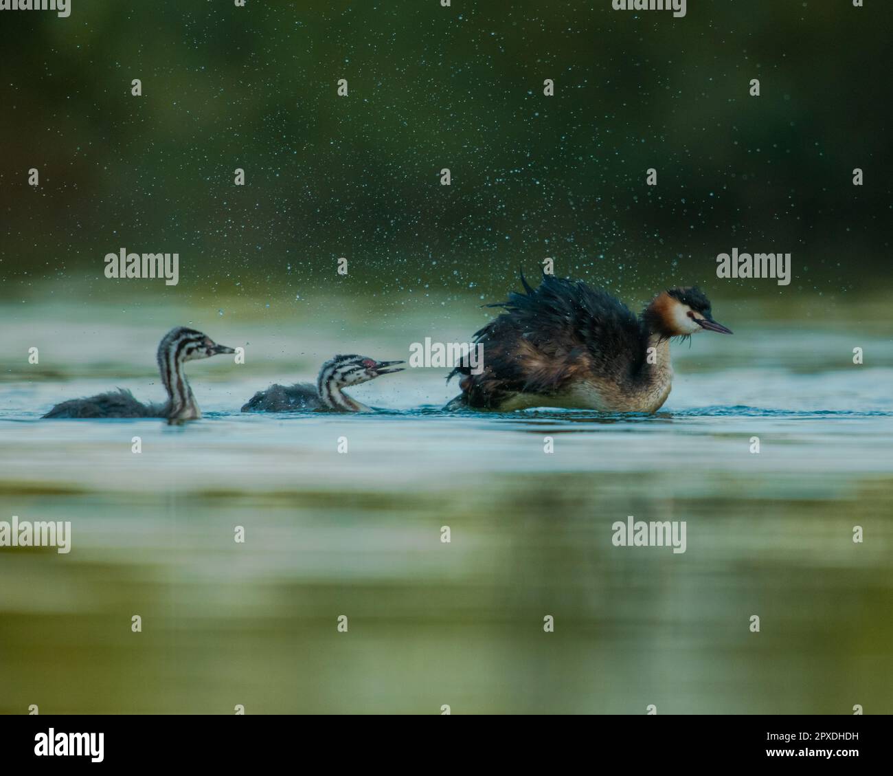 The great crested grebe (Podiceps cristatus) with its babies swimming ...