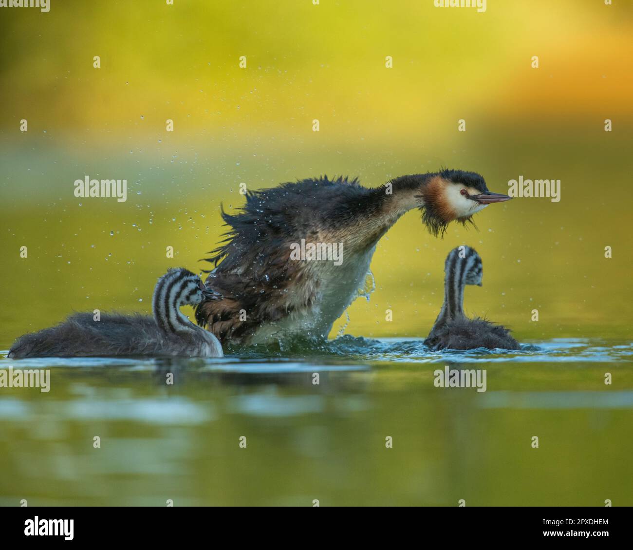 The great crested grebe (Podiceps cristatus) with its babies swimming ...
