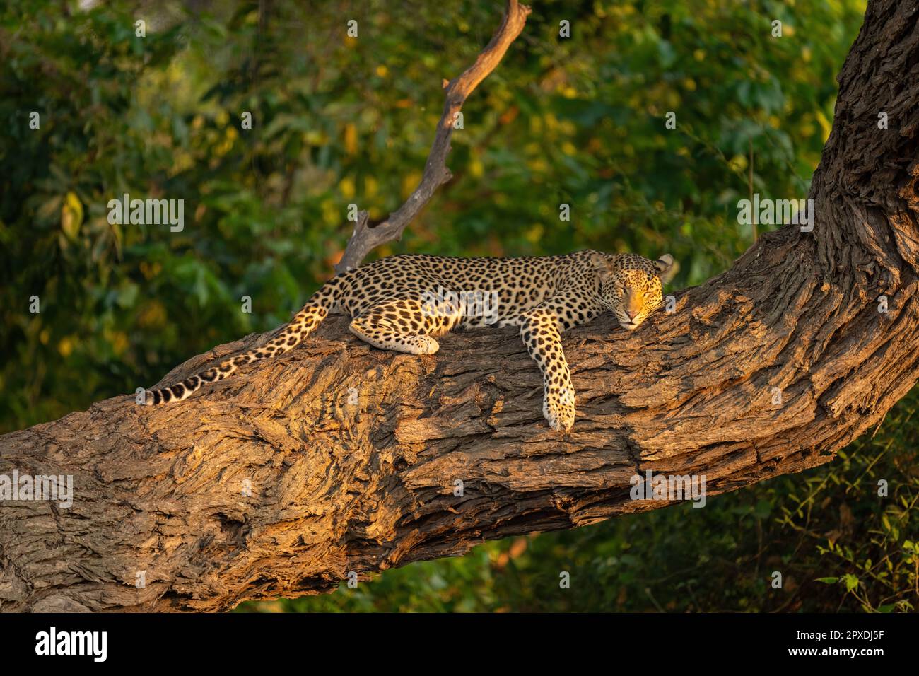 Leopard sleeping on the tree hi-res stock photography and images - Alamy