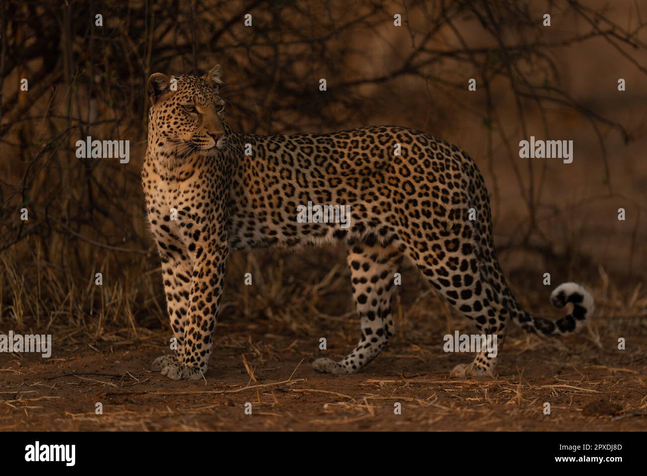 Leopard stands turning head in golden light Stock Photo - Alamy