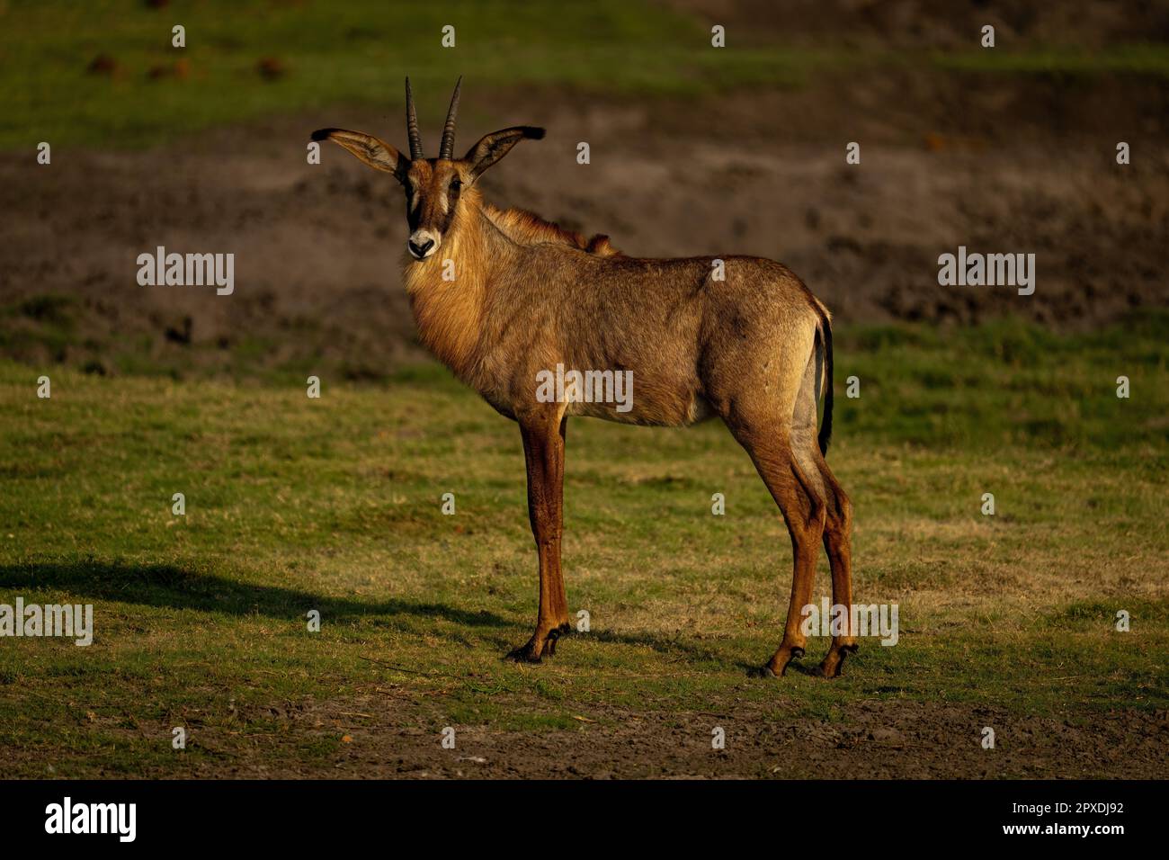 Roan antelope stands turning head on grass Stock Photo - Alamy