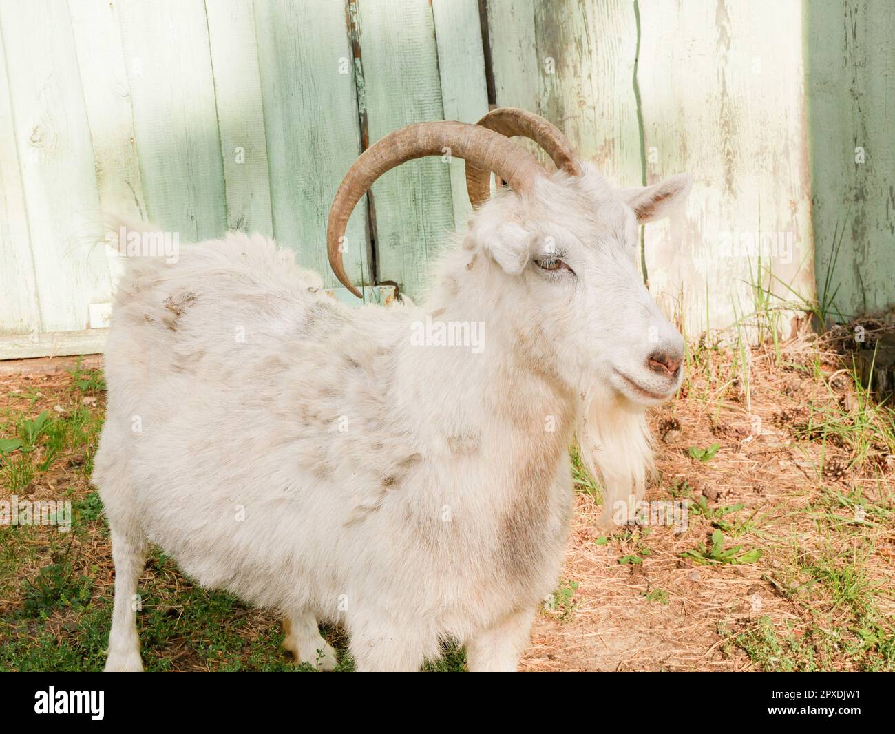 Goat beard hi-res stock photography and images - Alamy