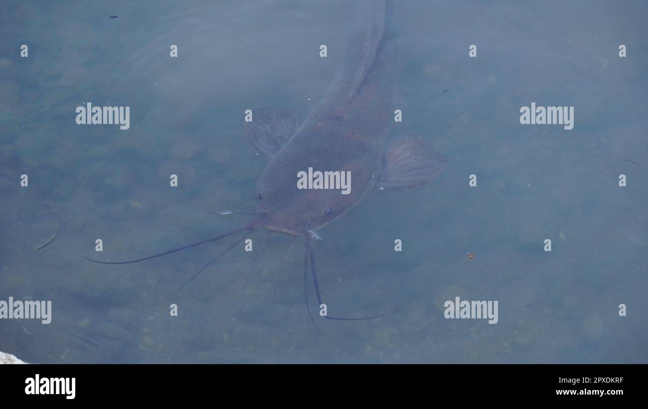 Freshwater black catfish waiting for bread feeding in the swamp Stock ...