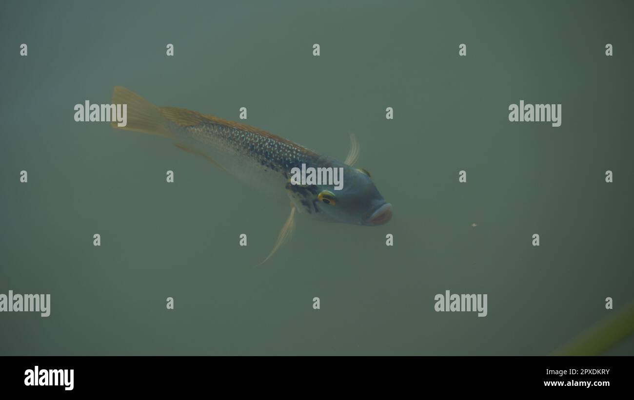 Freshwater tilapia is under the water. A fast growing freshwater fish ...