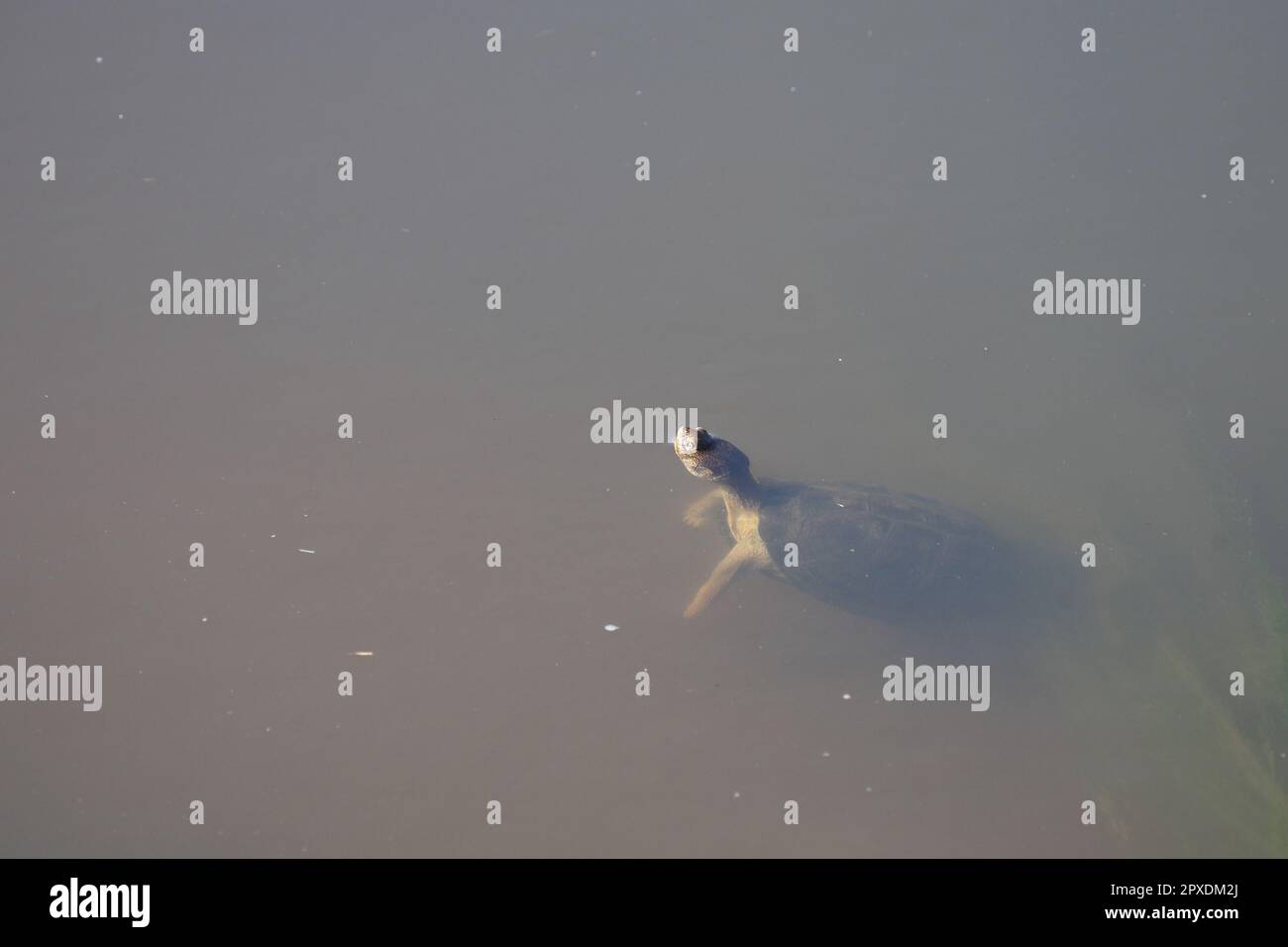 Starrbrust-Pelomeduse / Marsh or Helmeted turtle / Pelomedusa subrufa ...