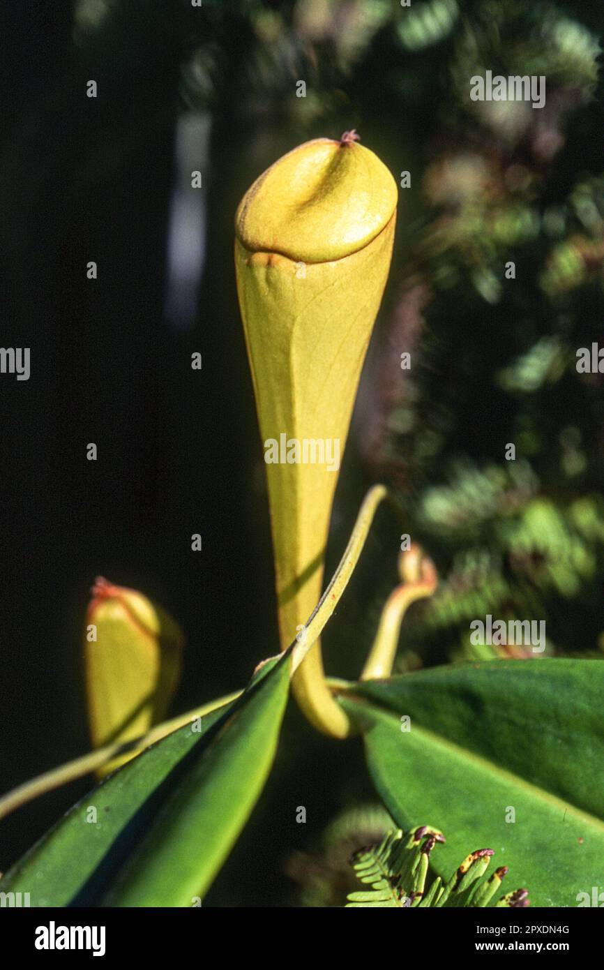 Madagascar pitcher plant (Nepenthes madagascariensis), Taolagnaro ...