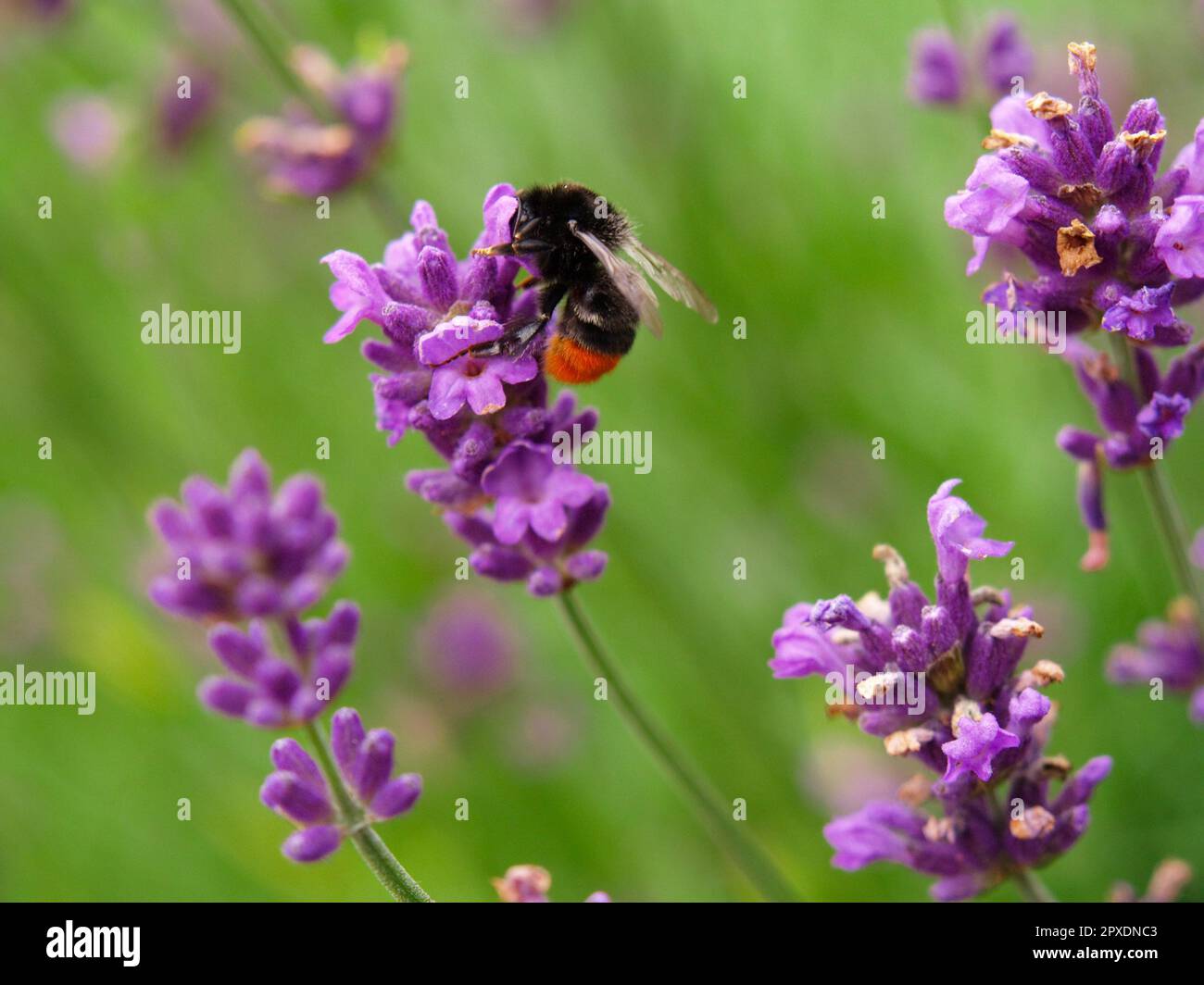 Lavender flowers (Lavandula) with a Hummel Stock Photo - Alamy