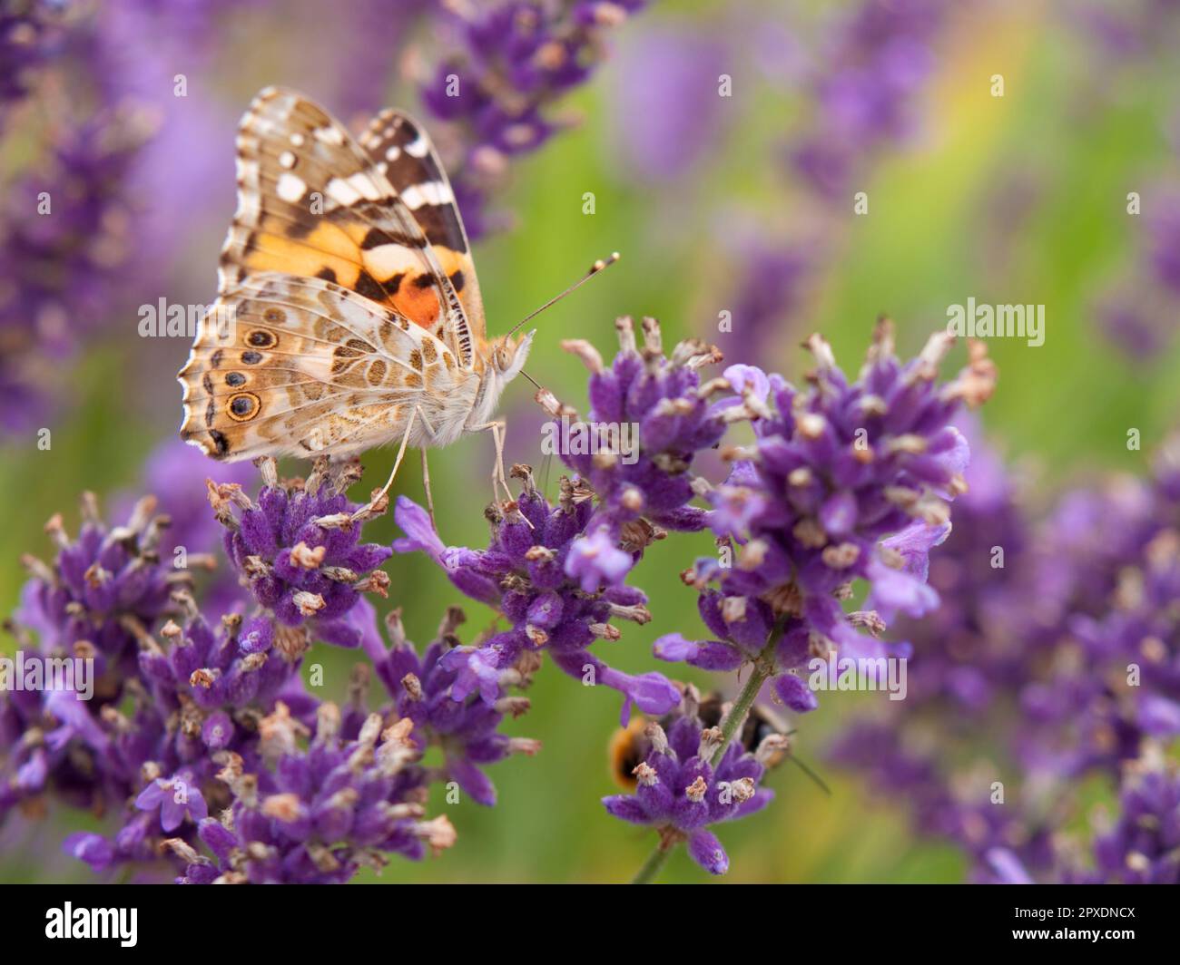 a butterfly sits on blooming lavender (lavandula), horizontal Stock ...